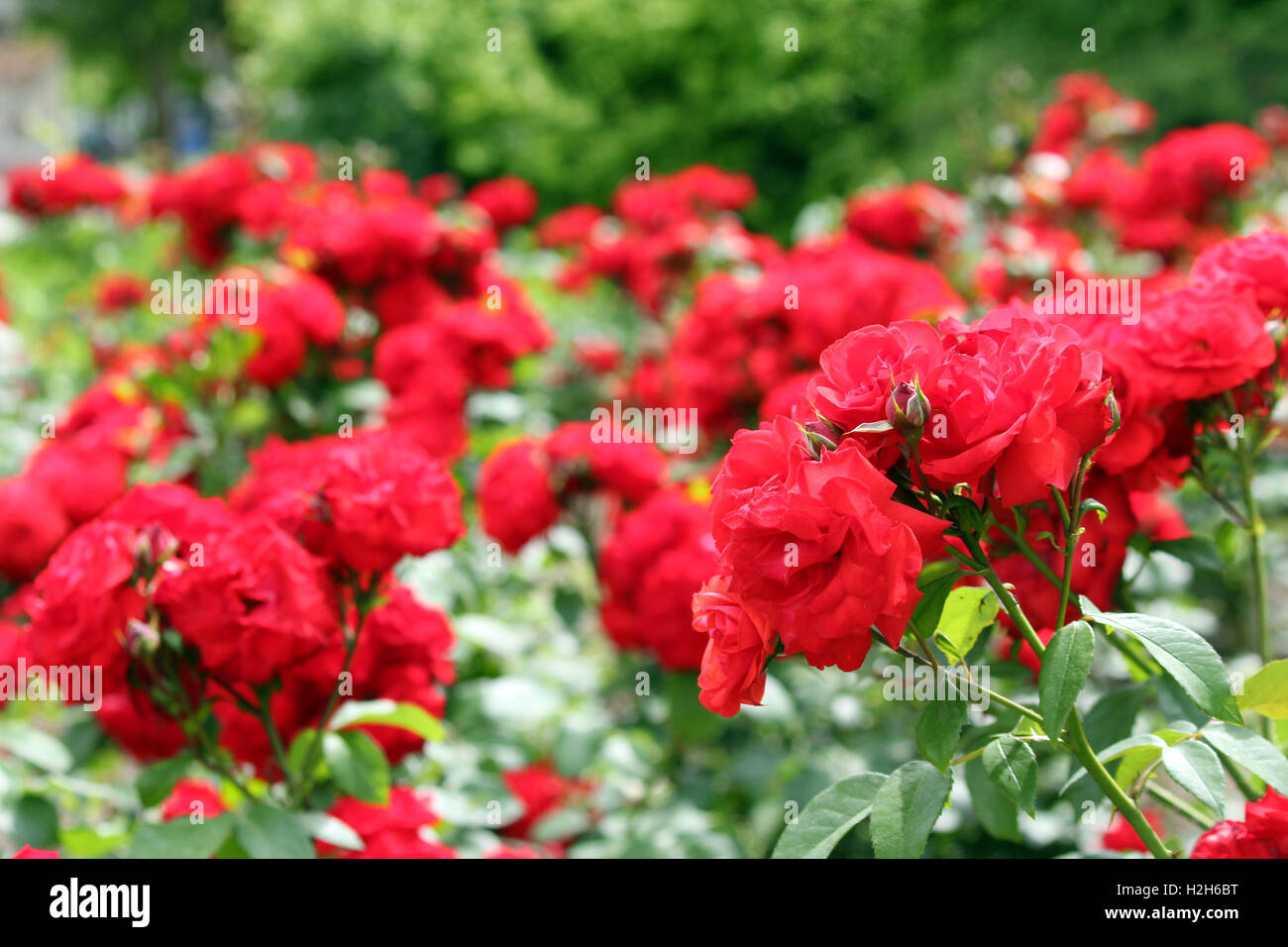 Roses red hi-res stock photography and images - Alamy