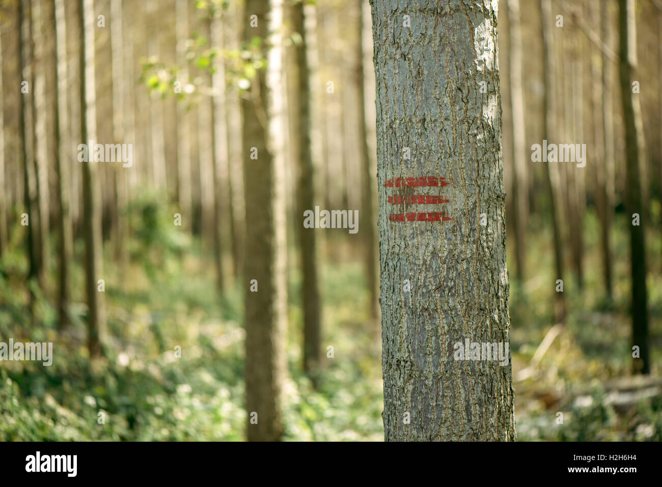 Forestry symbol hi-res stock photography and images - Alamy