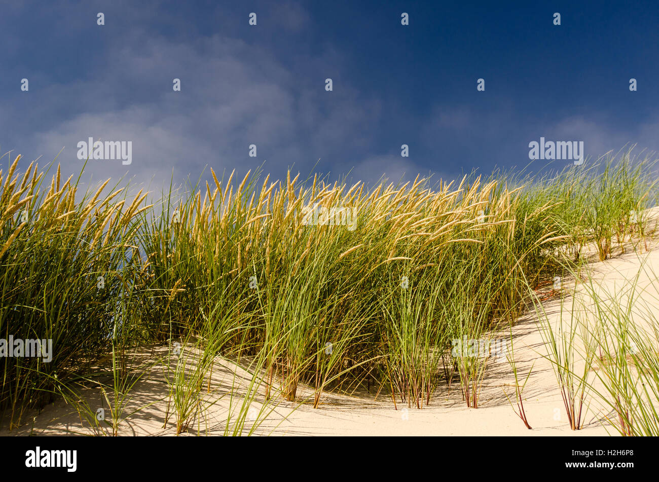 Marram Grass in Denmark Stock Photo - Alamy