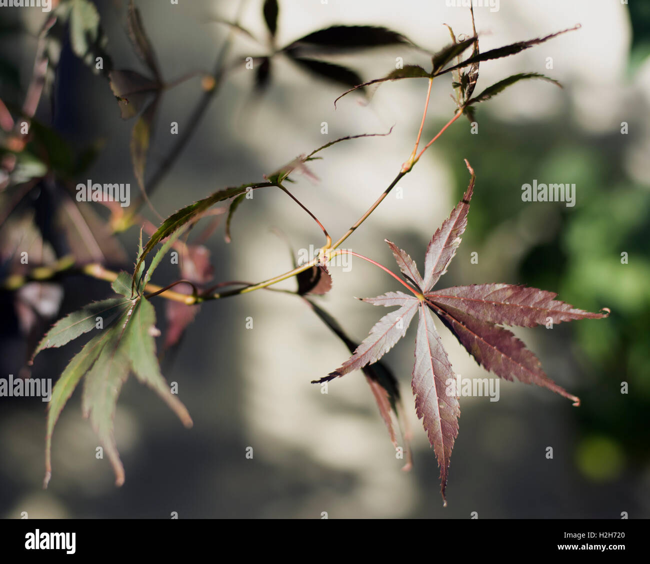 Green acer hi-res stock photography and images - Alamy