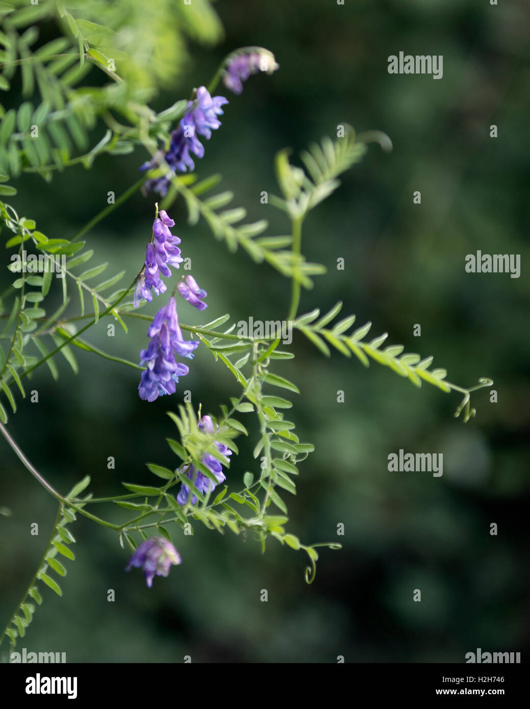 Small purple flowers with small branches of thin leaves on a blurred ...