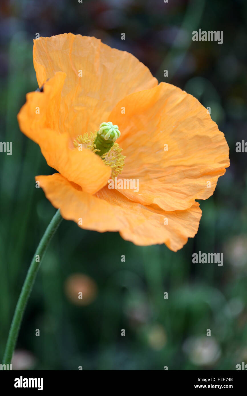 A delicate orange poppy with crinkled petals on a blurred green ...
