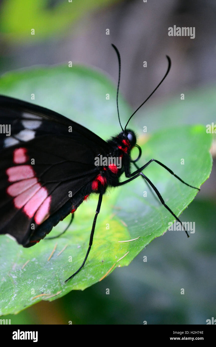Red and white butterfly hi-res stock photography and images - Alamy