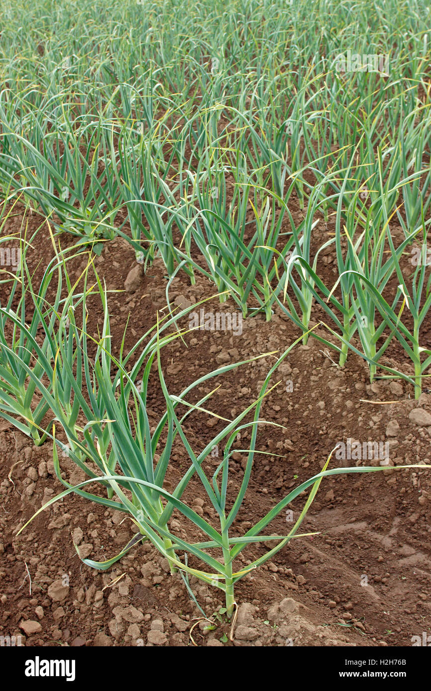 Garden farm hi-res stock photography and images - Alamy