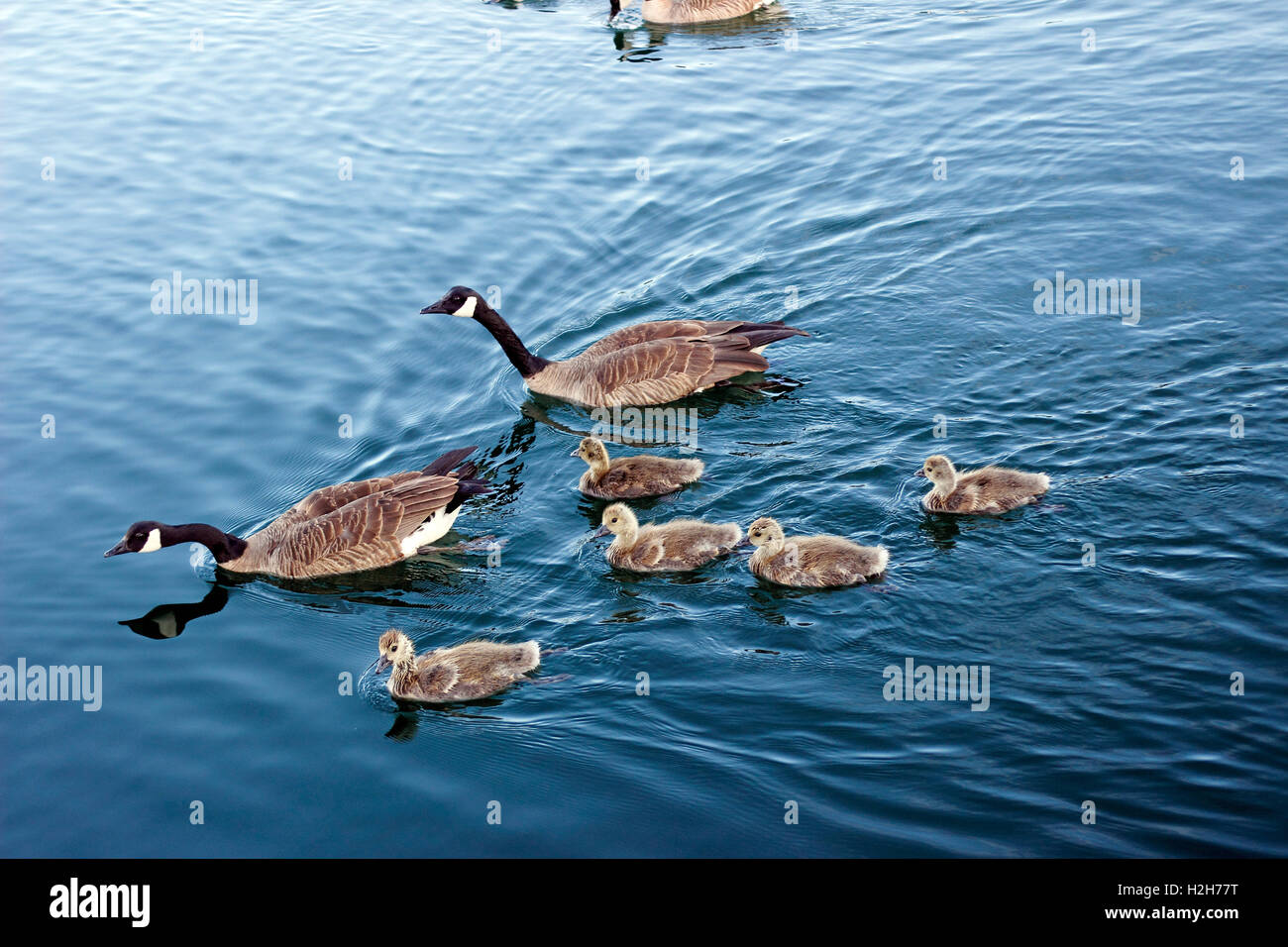 Canada Geese (Branta canadensis) with goslings San Juan Islands ...