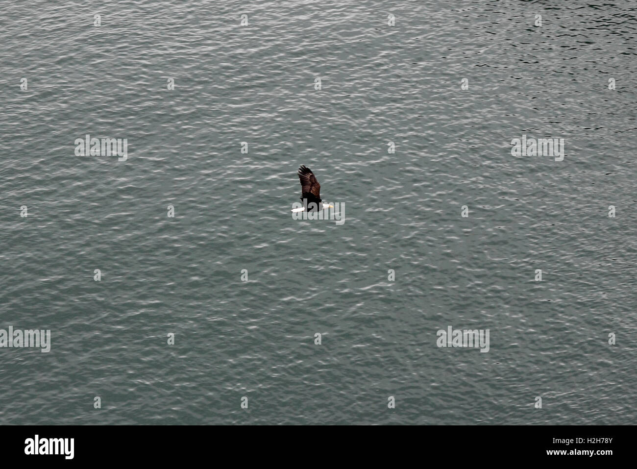 Flying Bald Eagle bird Deception Pass Bridge Washington State USA ...