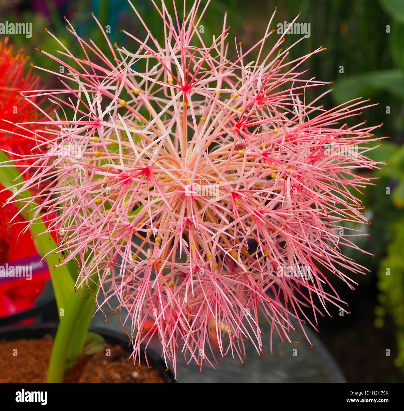 Haemanthus plant hi-res stock photography and images - Alamy
