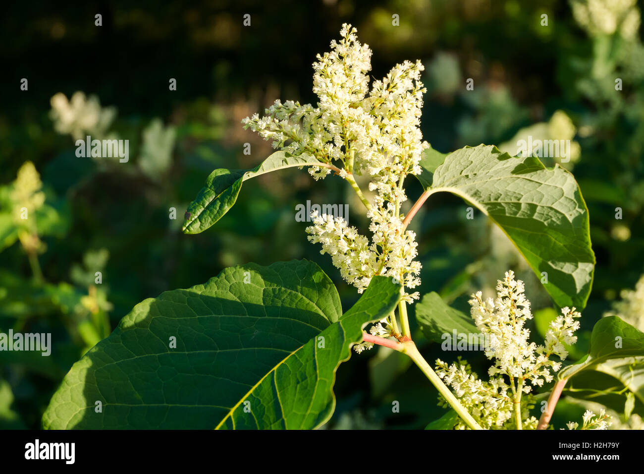 Blooming Sakhalin Knotweed or Fallopia sachalinensis in autumn Stock ...