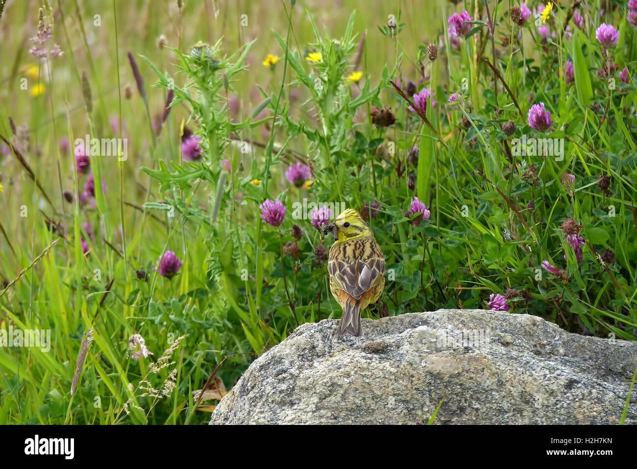Yellow hammer bird hi-res stock photography and images - Alamy