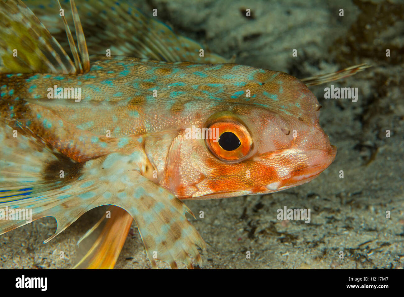 flying gurnard,- dactylopterus volitans on the sand taken in Malta ...