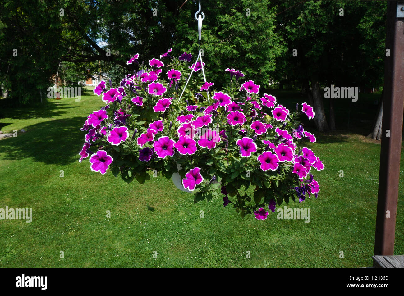Hanging basket petunias hi-res stock photography and images - Alamy