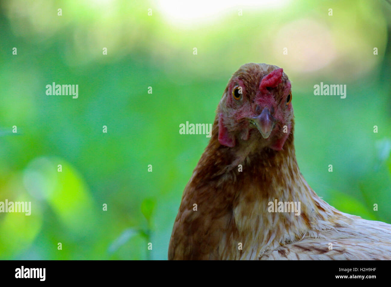 Free Range Chicken Close up head Portrait with Green Background Stock ...