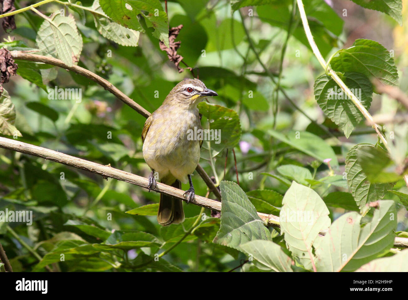 Pycnonotus luteolus hi-res stock photography and images - Alamy