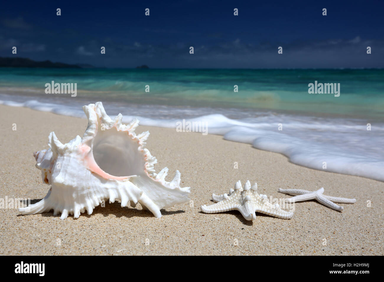 Sea shell and starfish on sandy beach with turquoise water, Hawaii ...