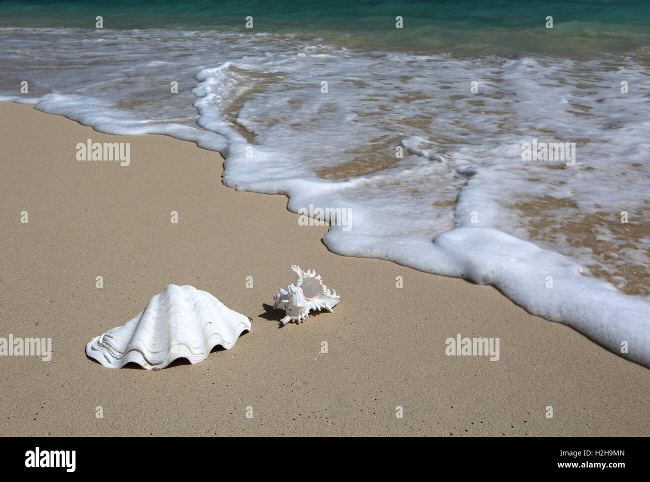 Sea shells on sandy beach, Hawaii Stock Photo - Alamy