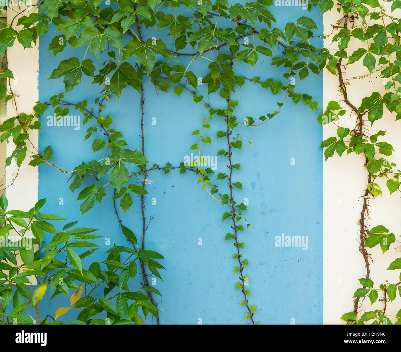 ivy leaves isolated on a white background Stock Photo - Alamy