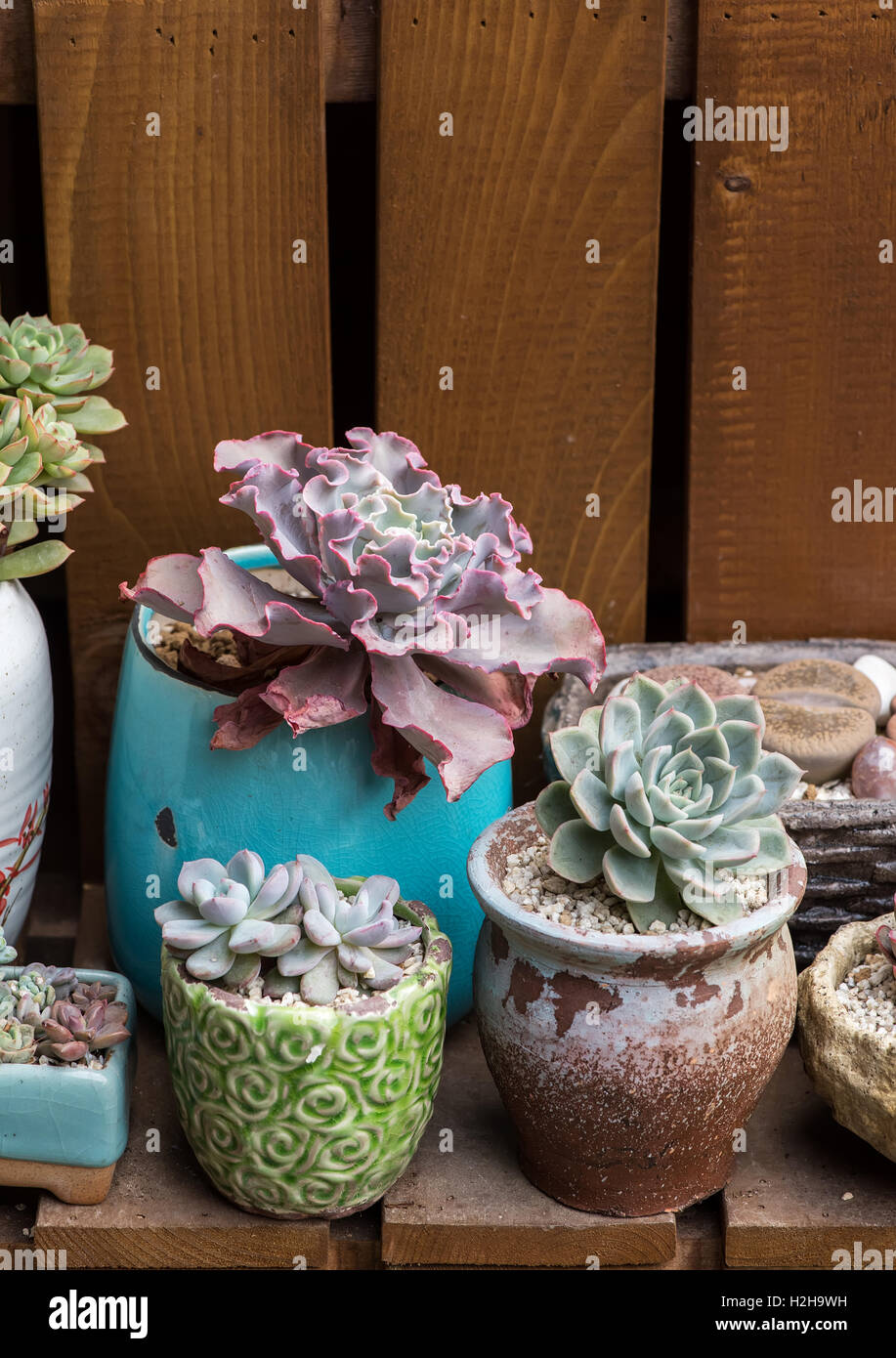 cactus succulents in a planter Stock Photo - Alamy