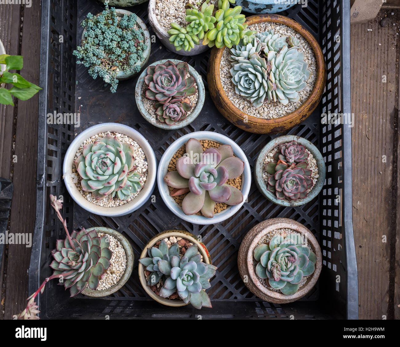 cactus succulents in a planter Stock Photo - Alamy