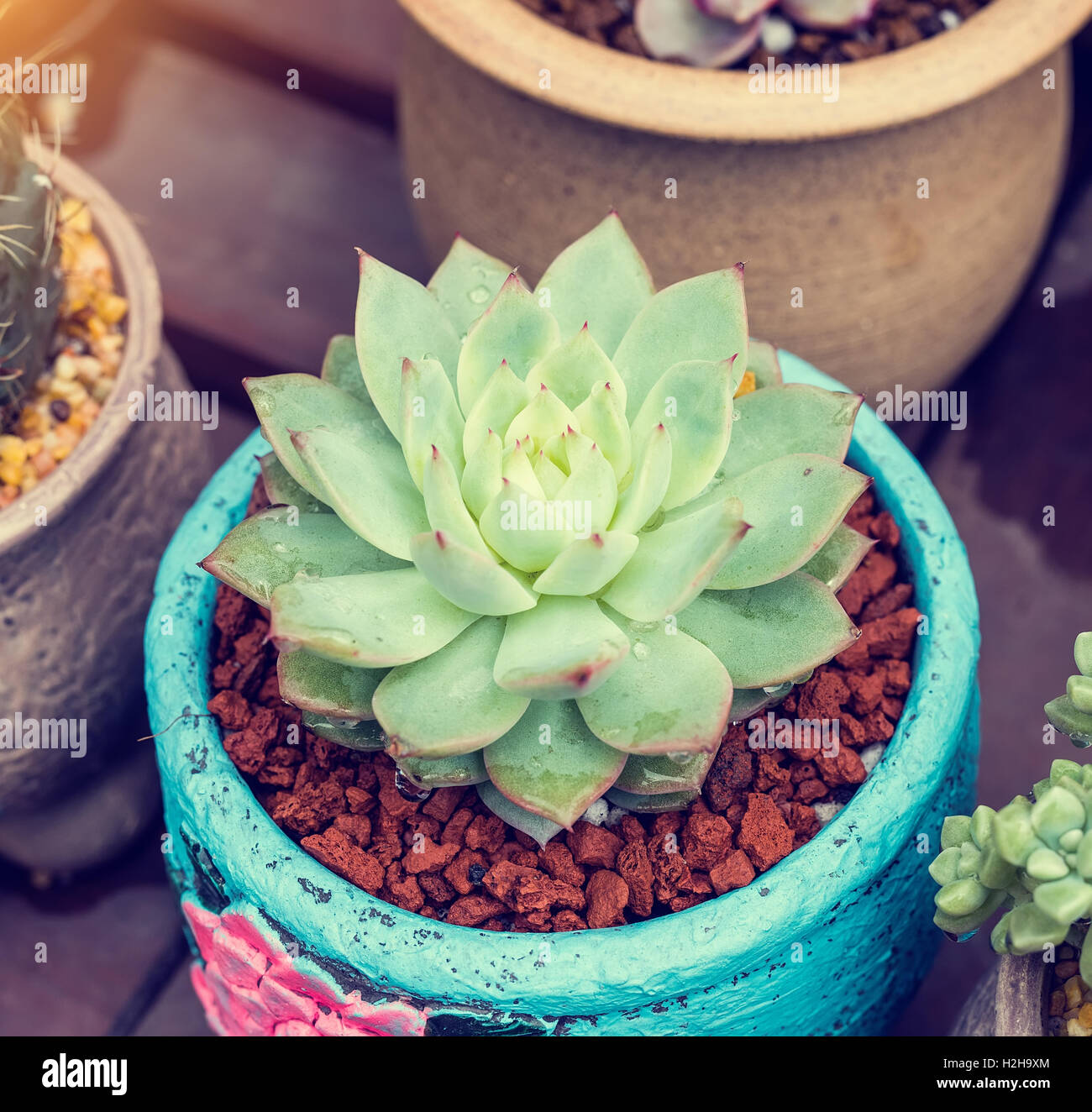 Ornamental grass succulents hi-res stock photography and images - Alamy