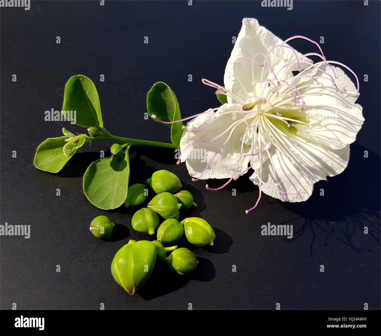 Kapernblueten hi-res stock photography and images - Alamy