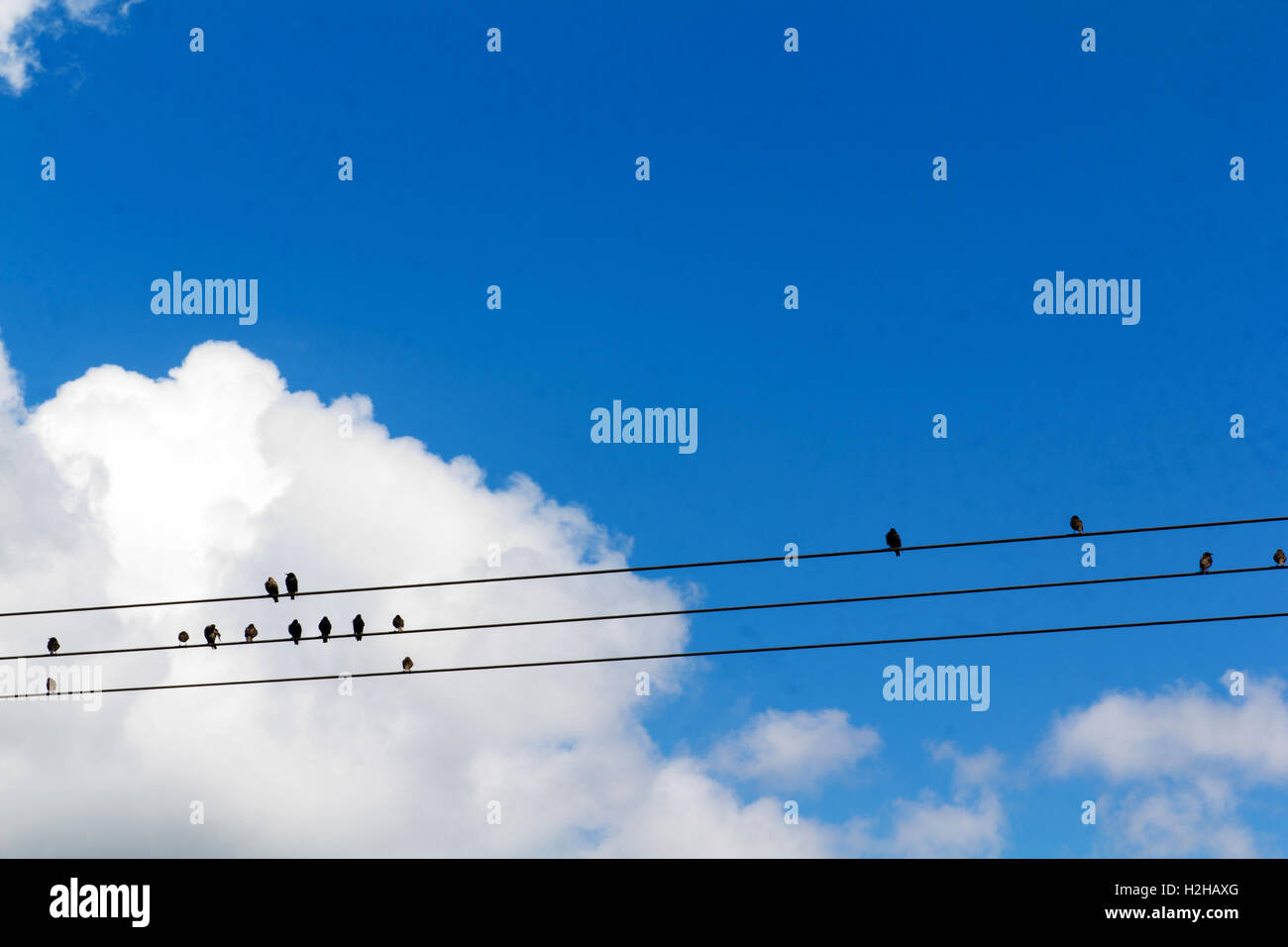 Birds sitting on wires against a blue sky with clouds Stock Photo - Alamy