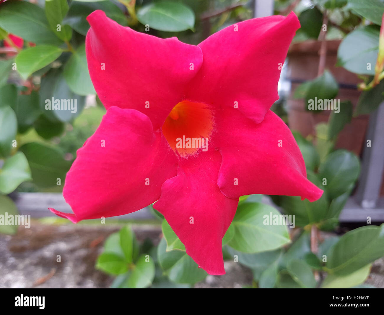 Mandevilla sundaville hi-res stock photography and images - Alamy