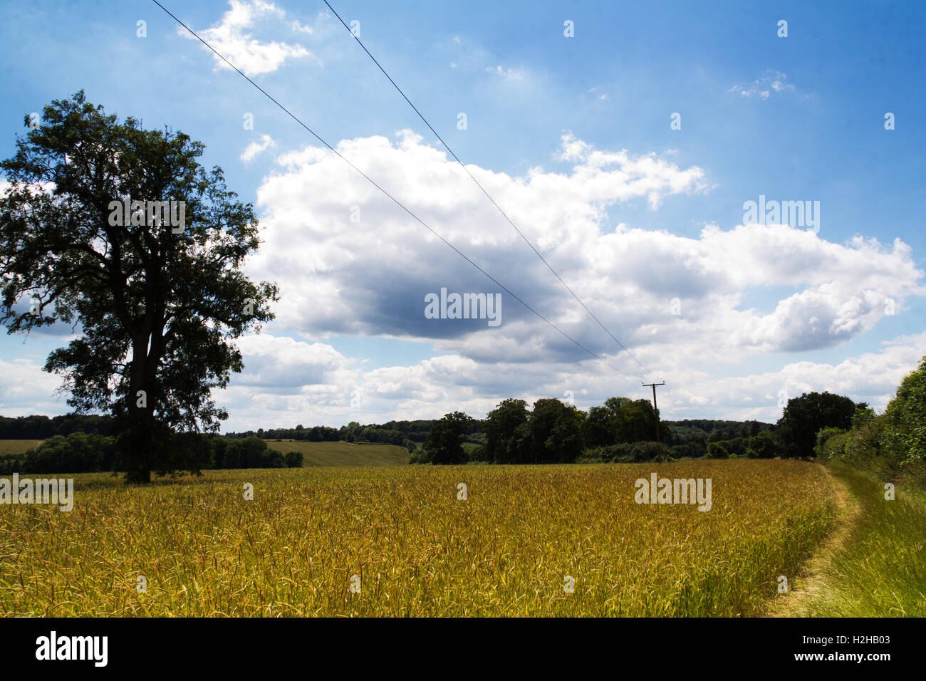 Wheat growing in a field in the Chilterns, England Stock Photo - Alamy