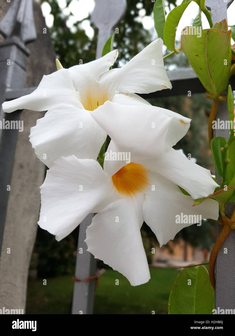 Mandevilla Sundaville High Resolution Stock Photography and Images - Alamy