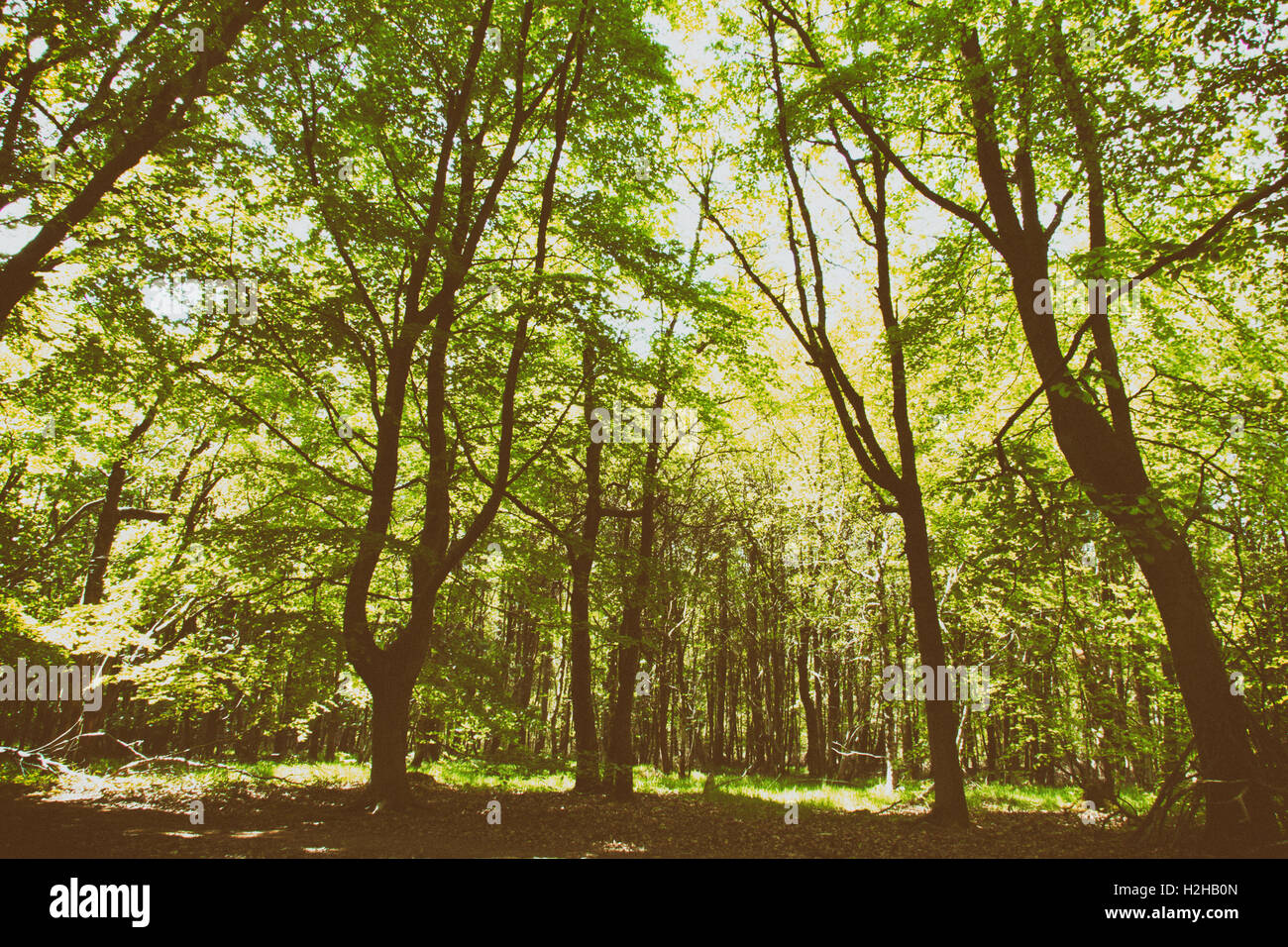 Looking through the trees in an English wood Stock Photo - Alamy