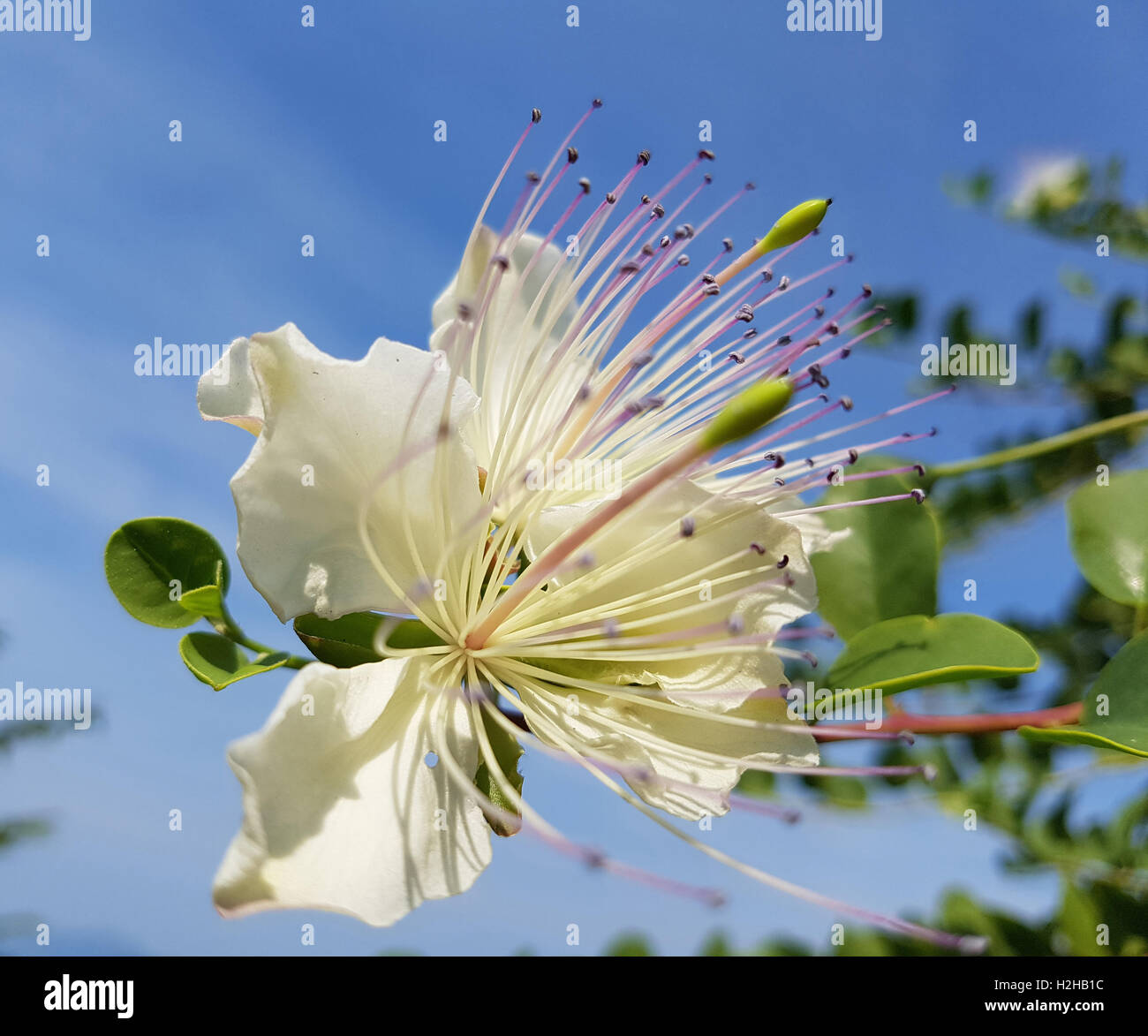 Kapernpflanze hi-res stock photography and images - Alamy