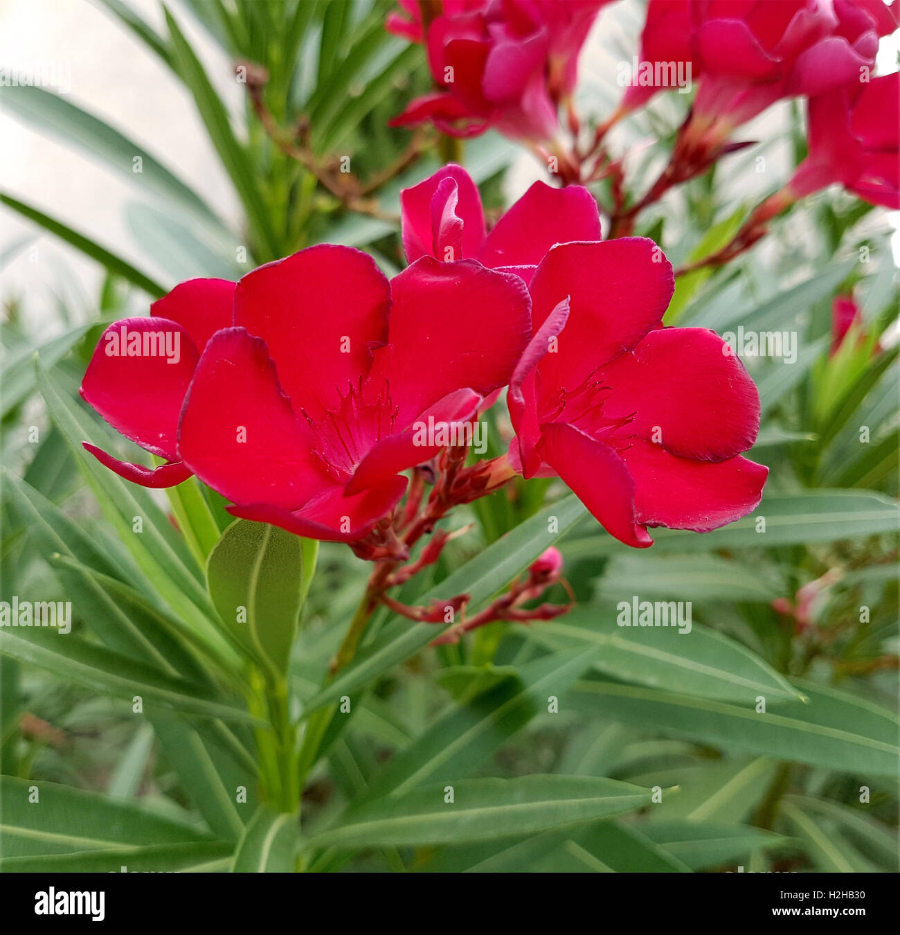 Oleander Rote Bltter