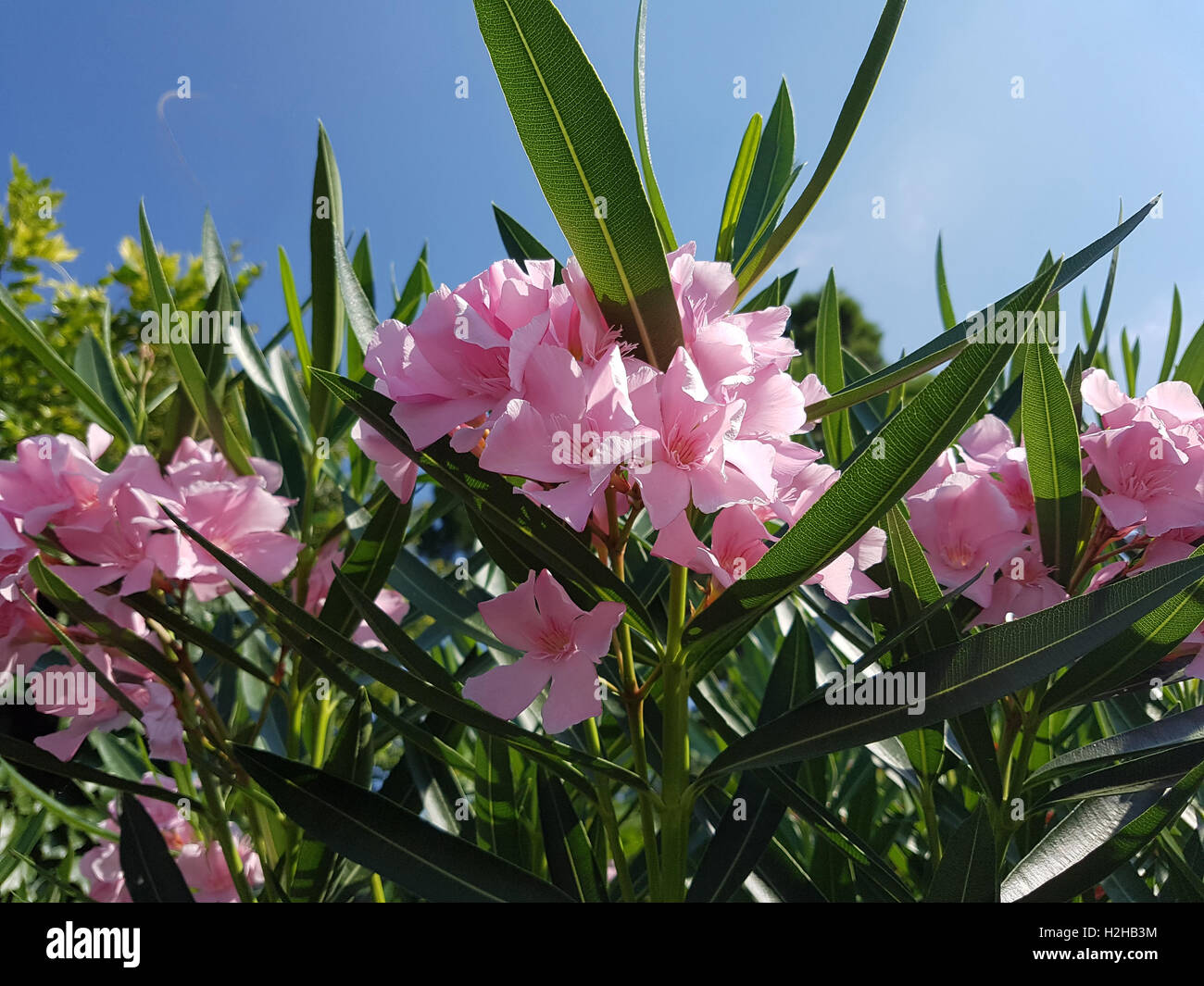 Nerium oleander balcony hi-res stock photography and images - Alamy
