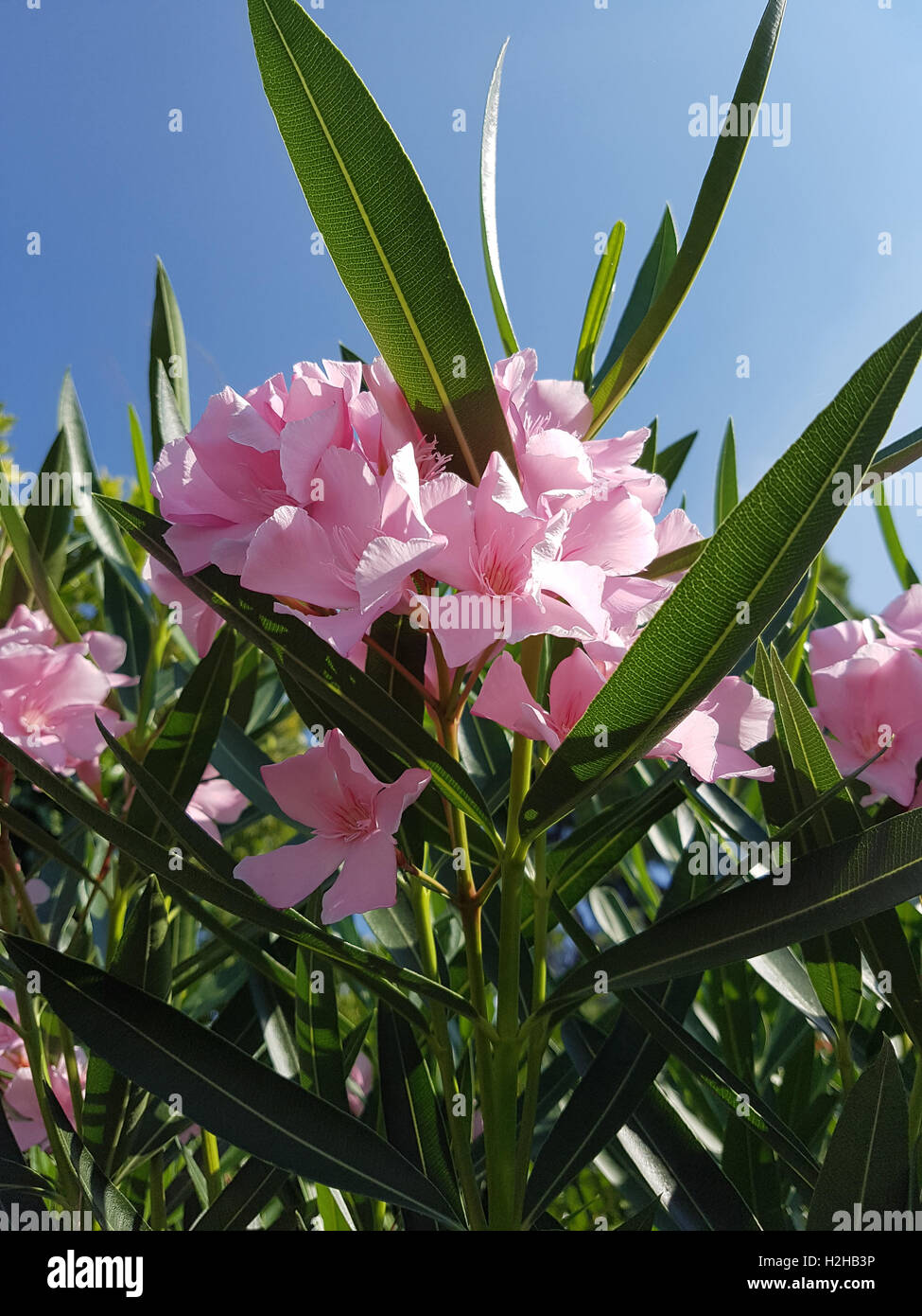 Nerium oleander balcony hi-res stock photography and images - Alamy