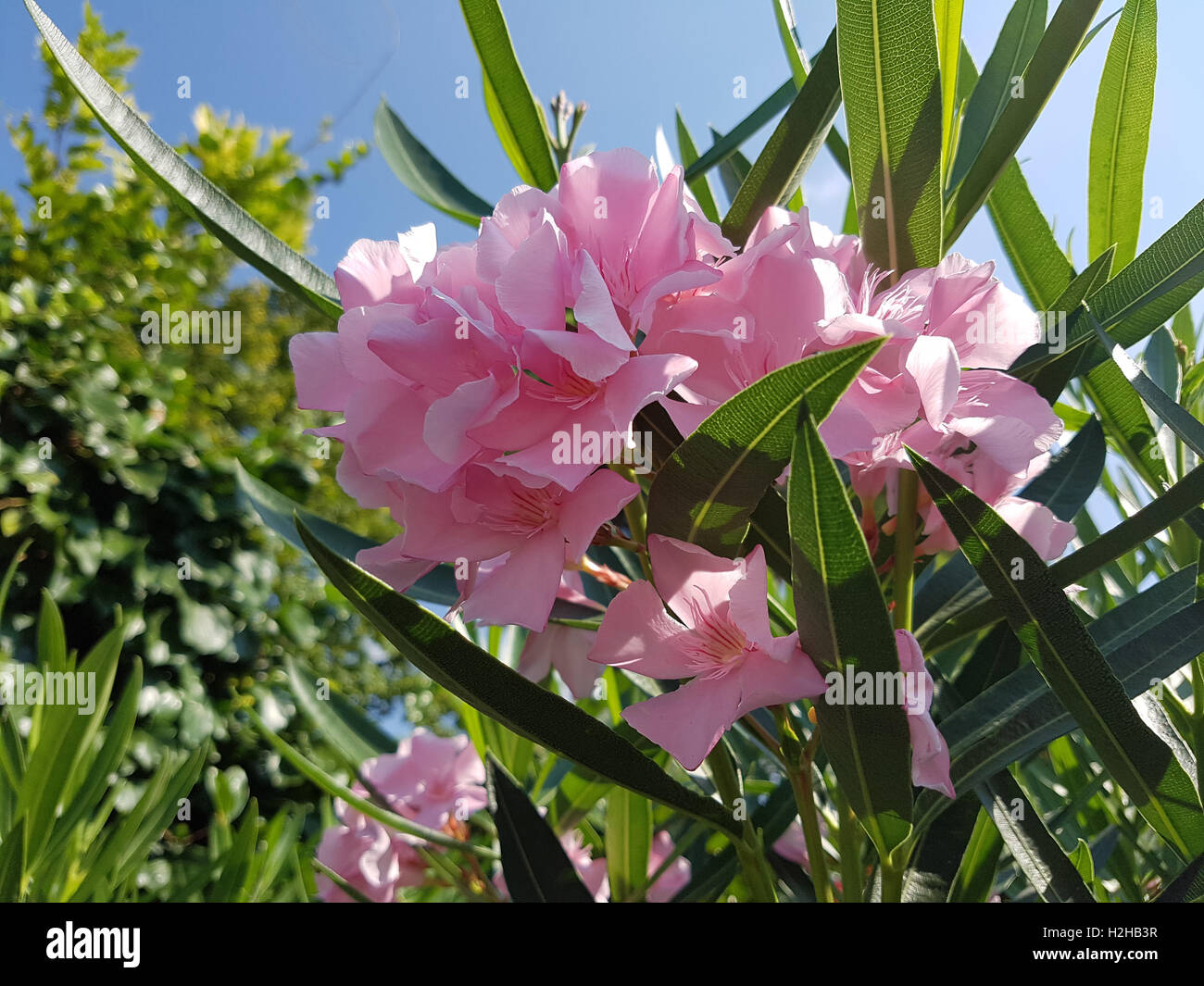 Oleander; Nerium; rosa Stock Photo - Alamy