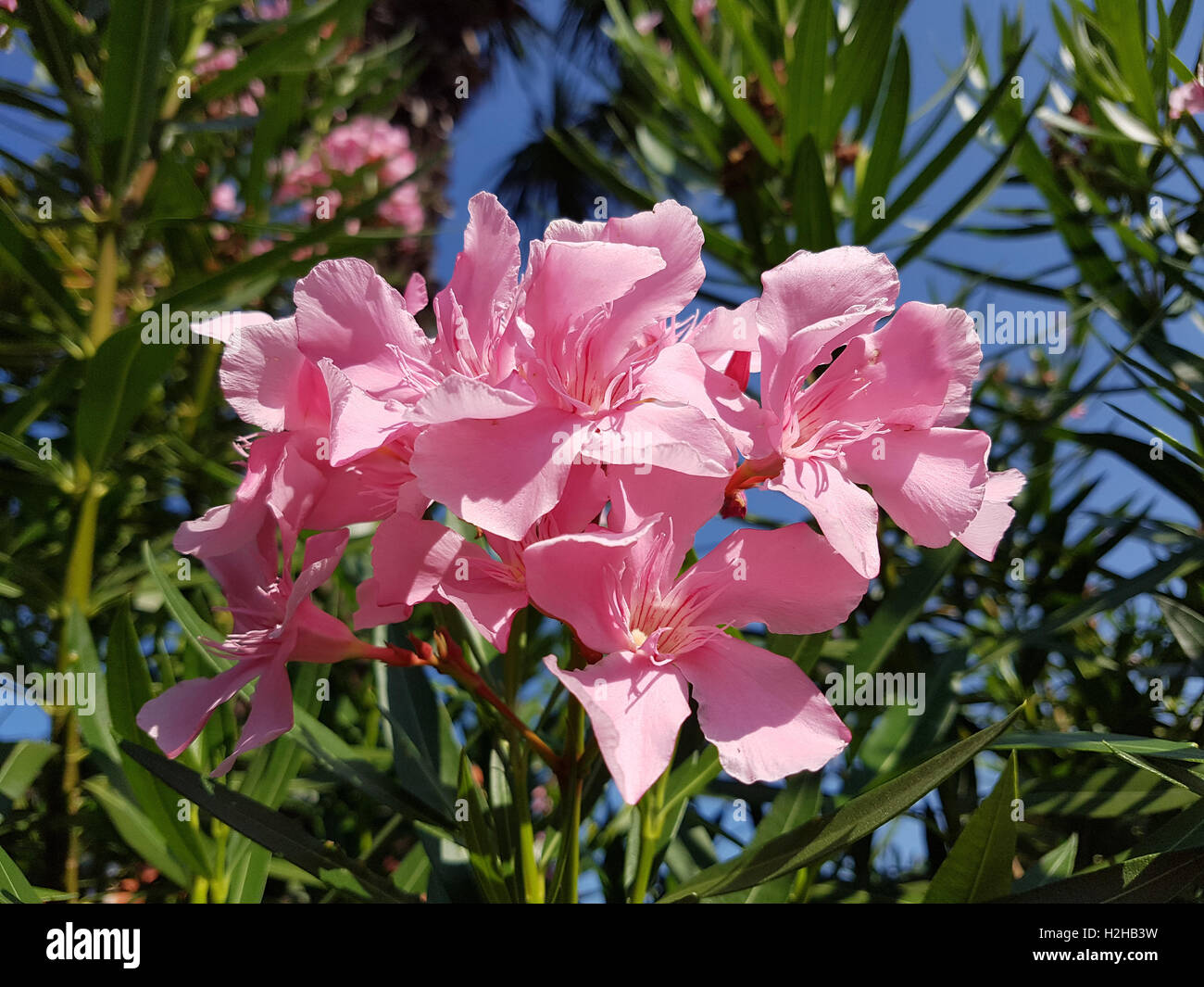 Oleander; Nerium; rosa Stock Photo - Alamy