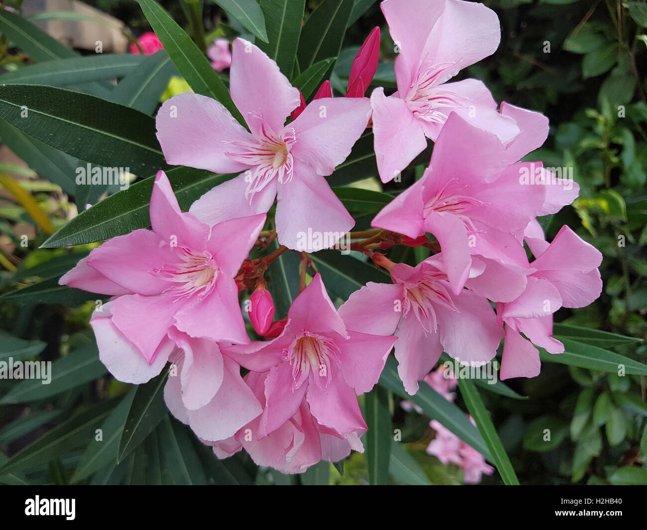 Rosa nerium oleander hi-res stock photography and images - Alamy
