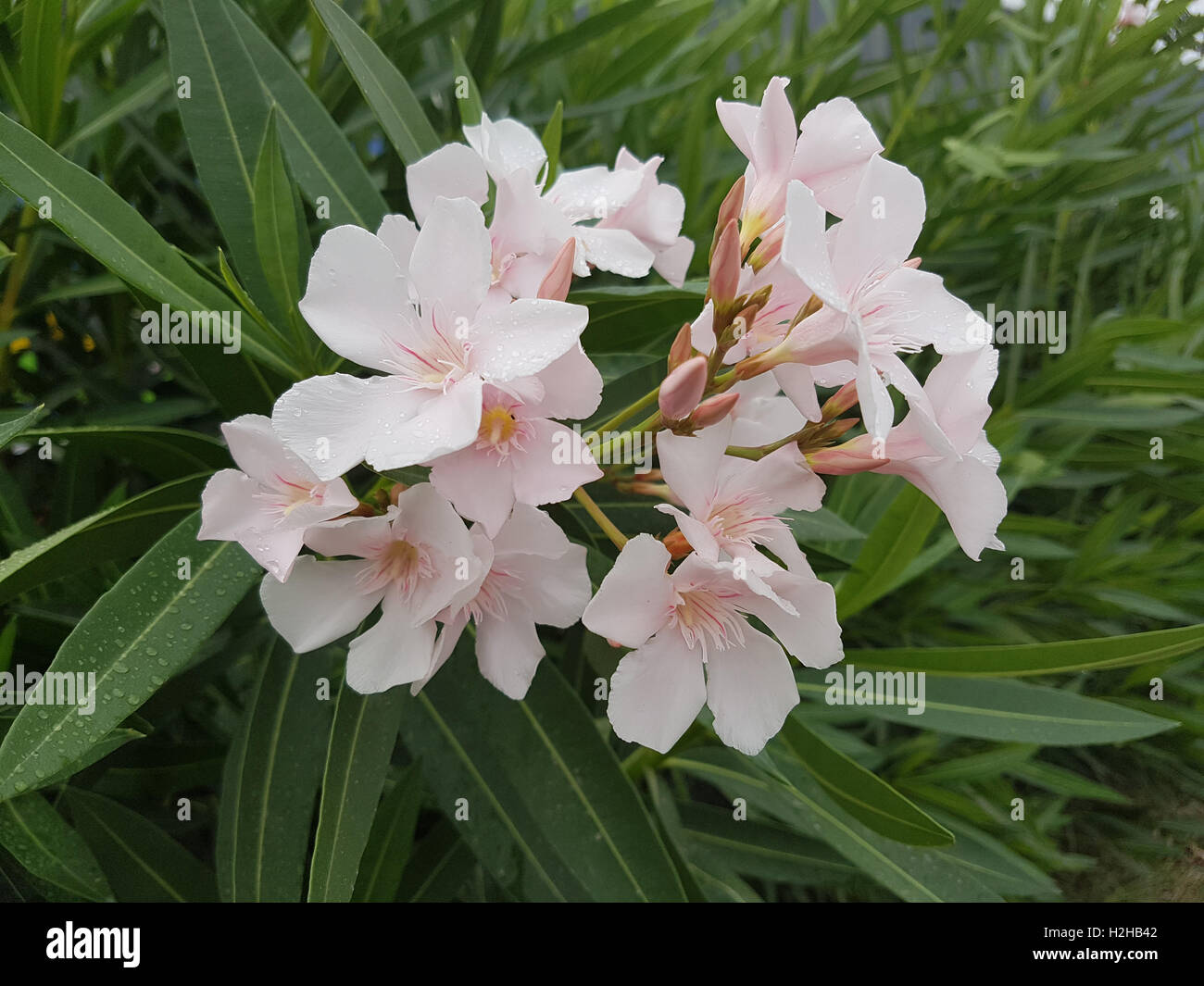 Rosa nerium oleander hi-res stock photography and images - Alamy