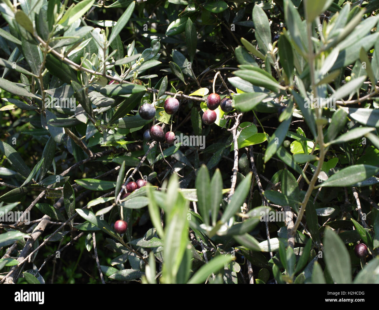 Close up of olive tree in Roda, Corfu, Greece Stock Photo - Alamy