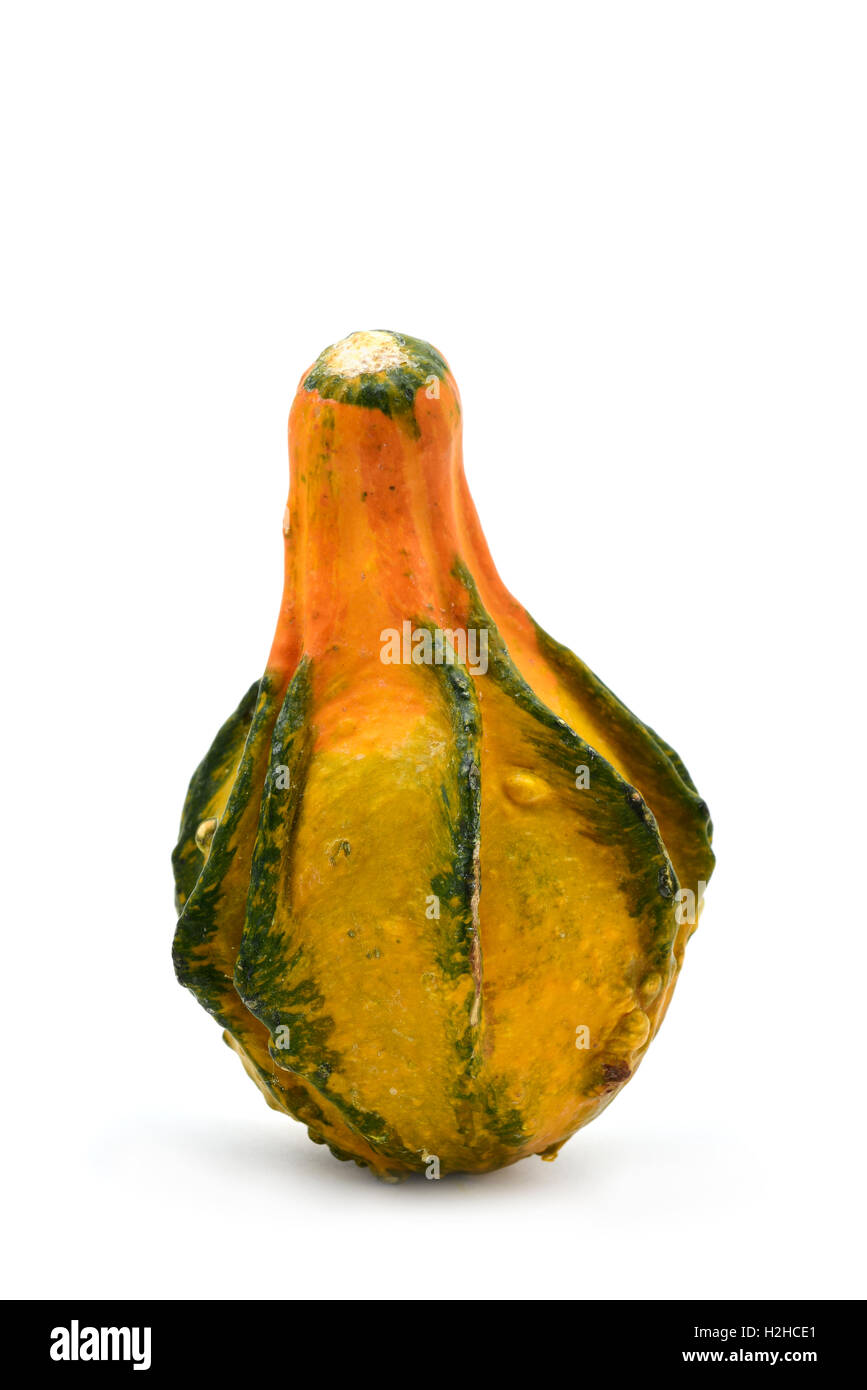 a peculiar long pumpkin on a white background Stock Photo - Alamy