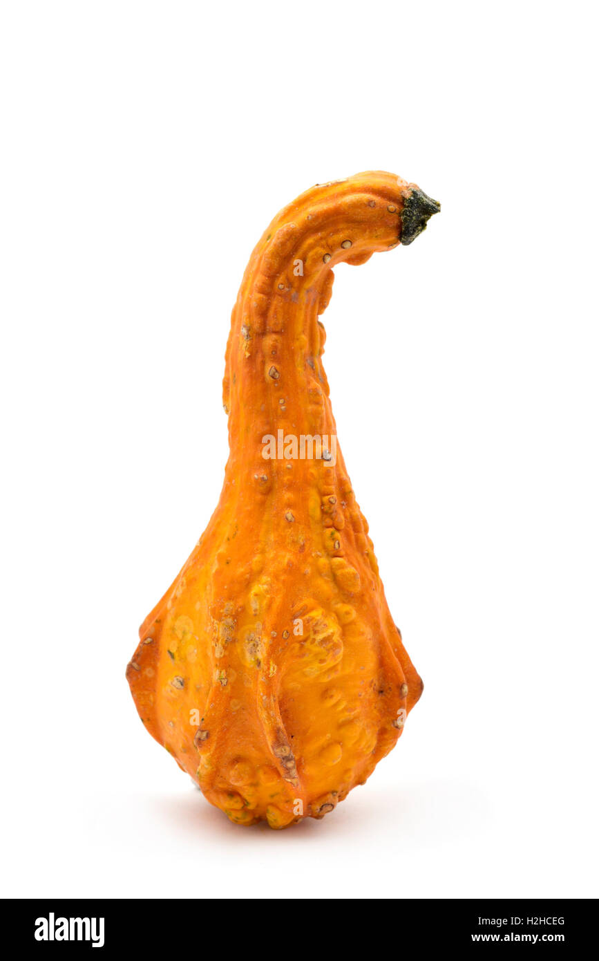 a peculiar long pumpkin on a white background Stock Photo - Alamy