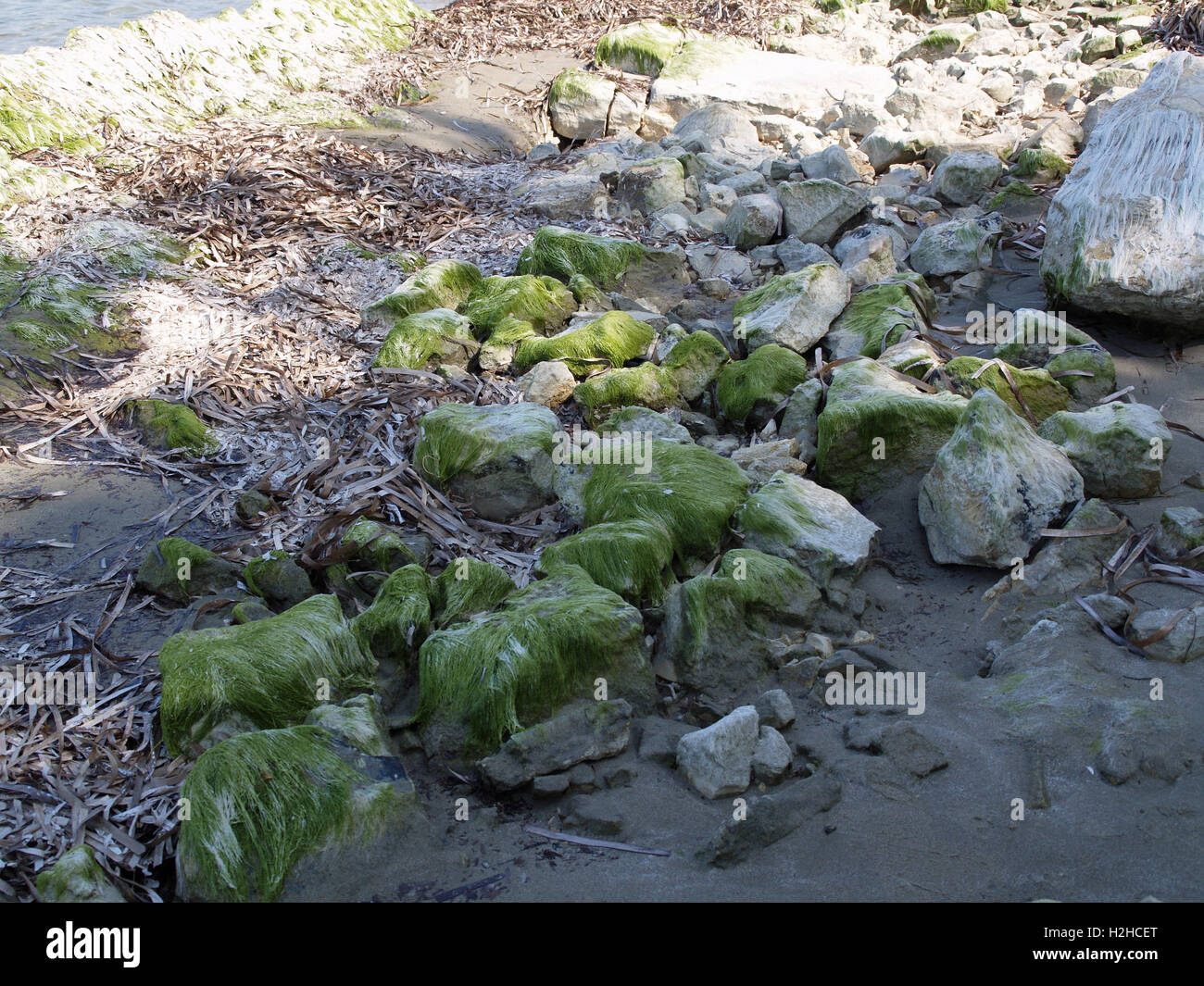 Algae covered rocks on shoreline Stock Photo - Alamy