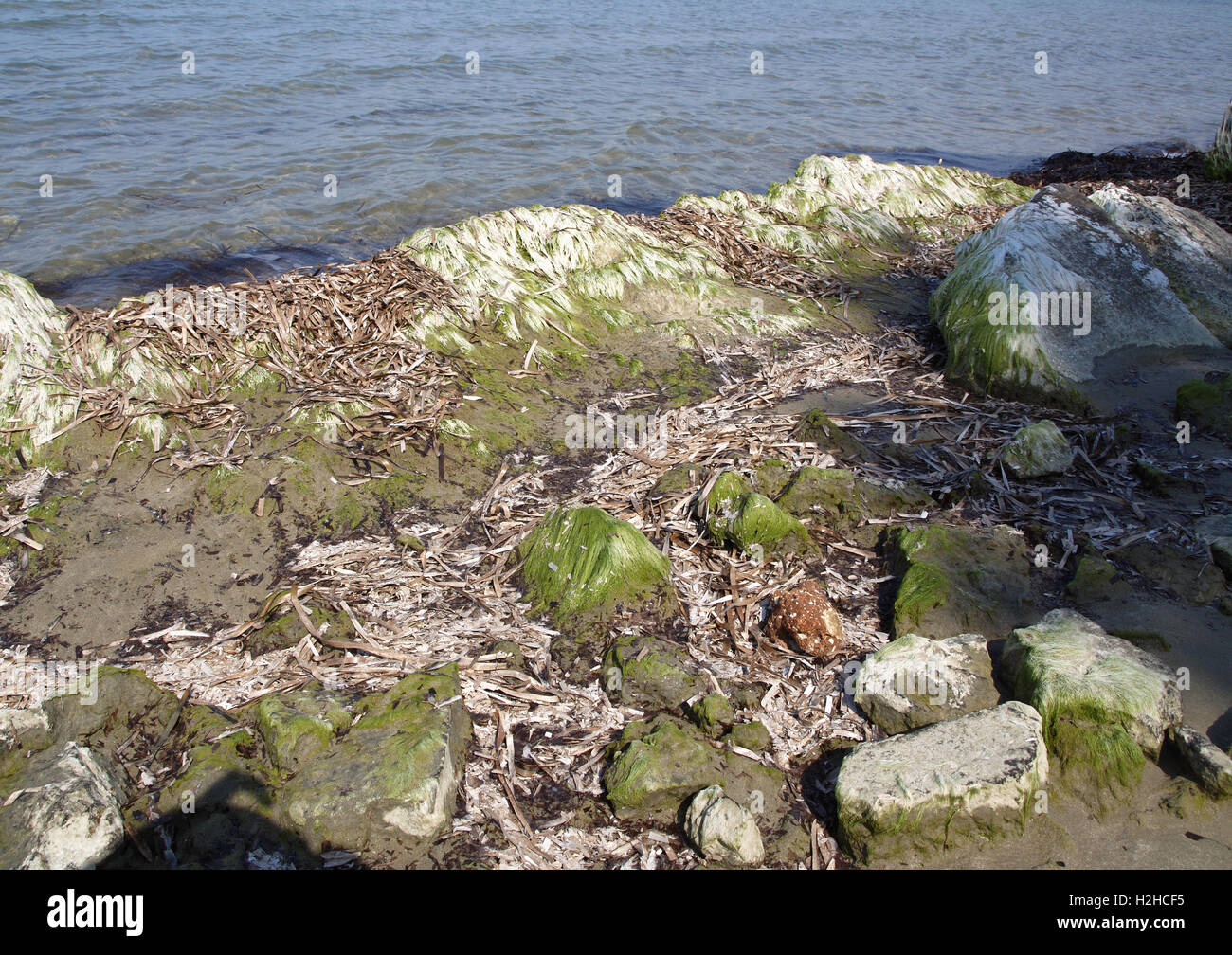 Algae covered rocks on shoreline Stock Photo - Alamy
