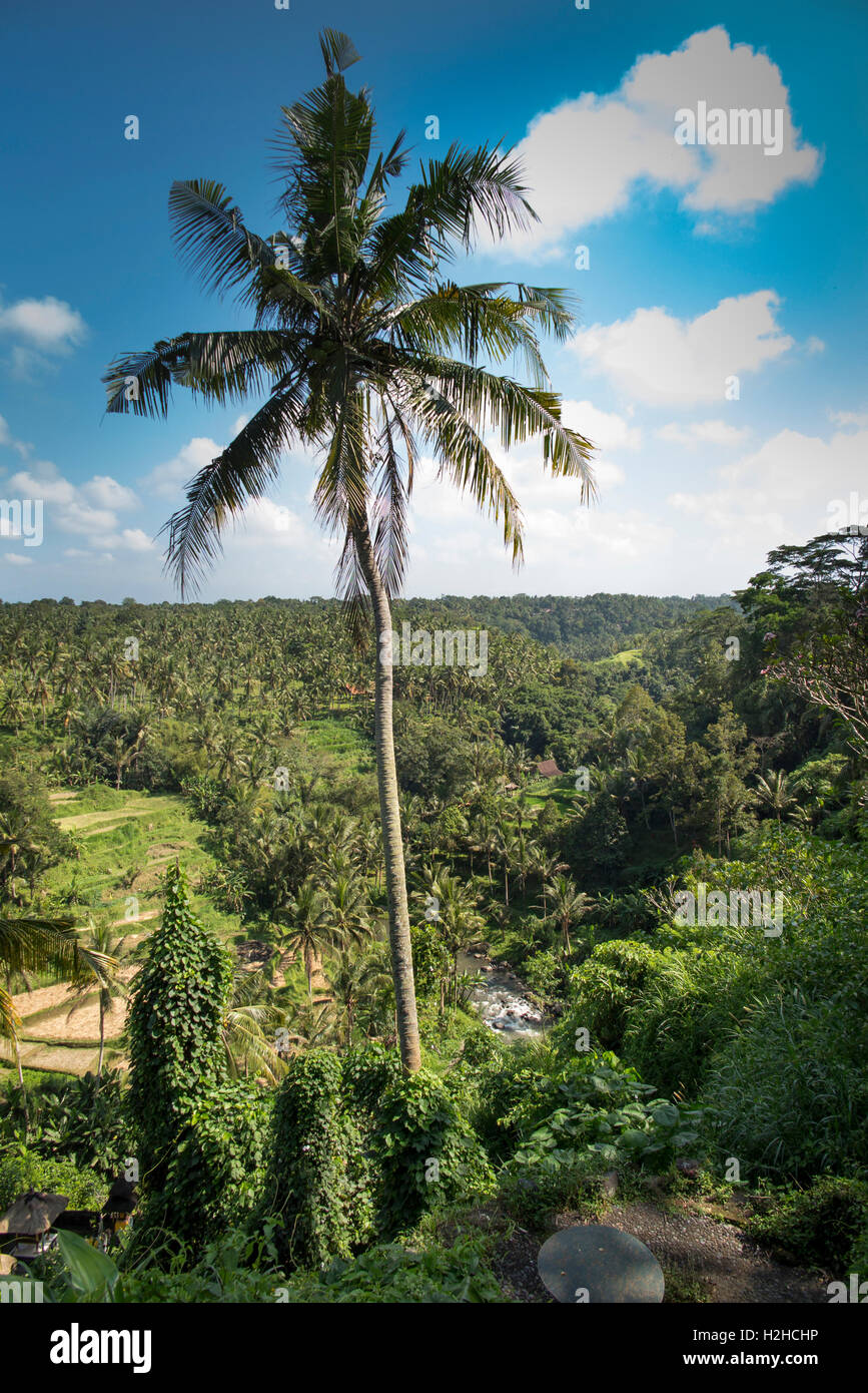 Ayung hi-res stock photography and images - Alamy