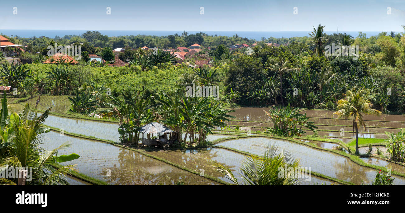 Indonesia, Bali, Lovina, northern coast terraced rice paddy fields at ...