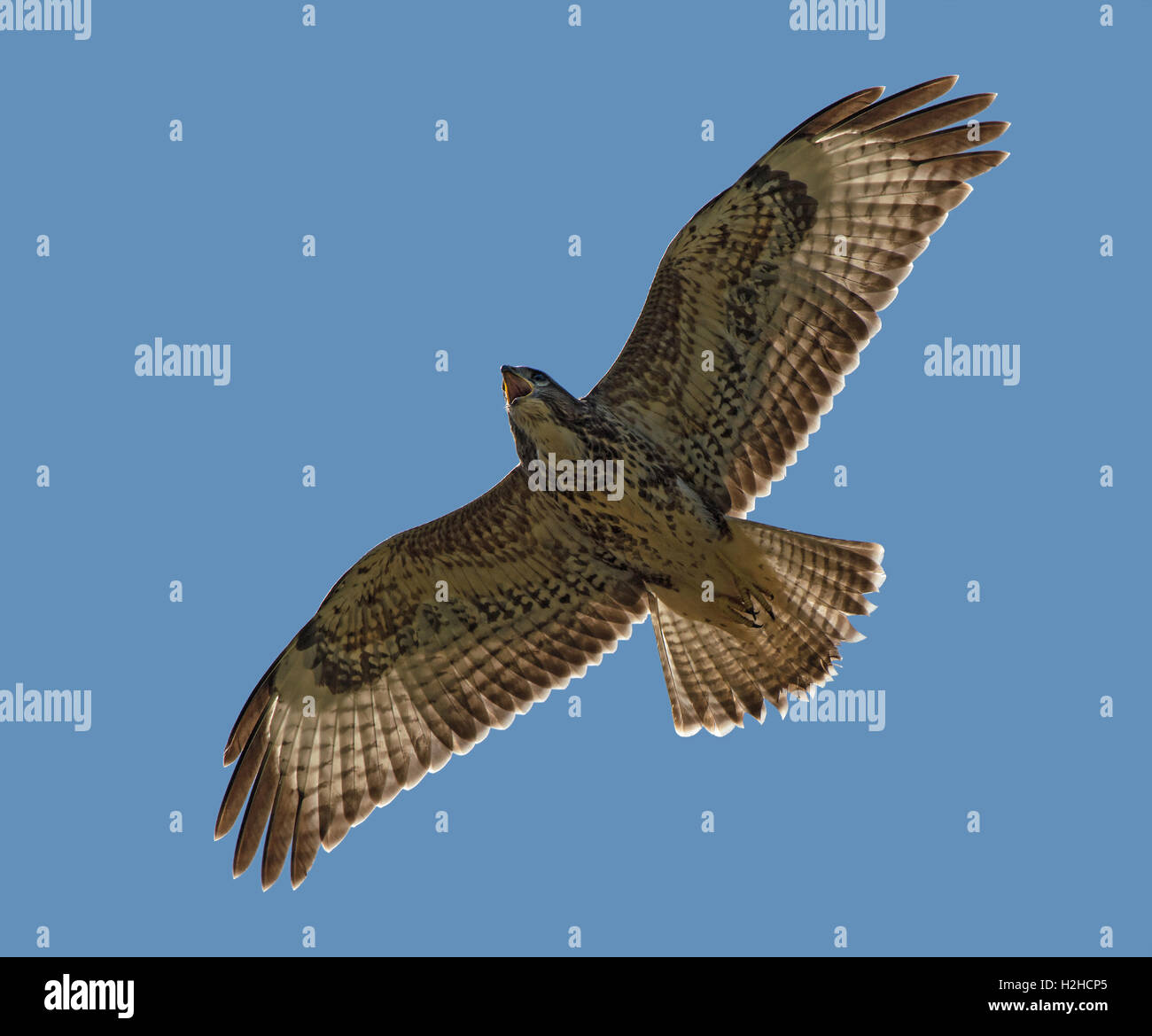 Buzzard Uk Flight Stock Photos & Buzzard Uk Flight Stock Images - Alamy