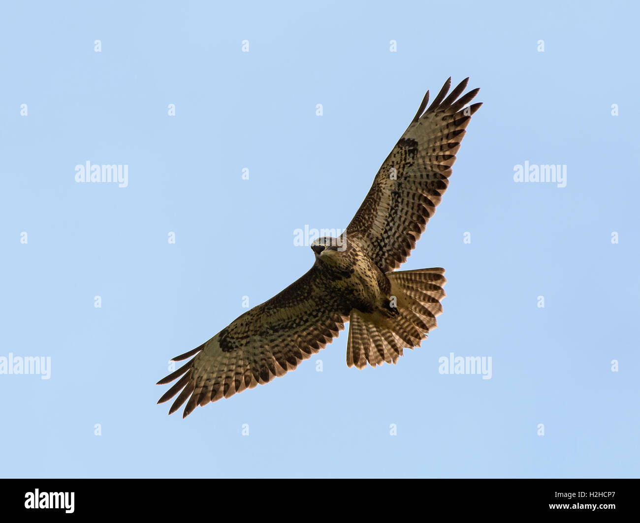 Buzzard uk hi-res stock photography and images - Alamy