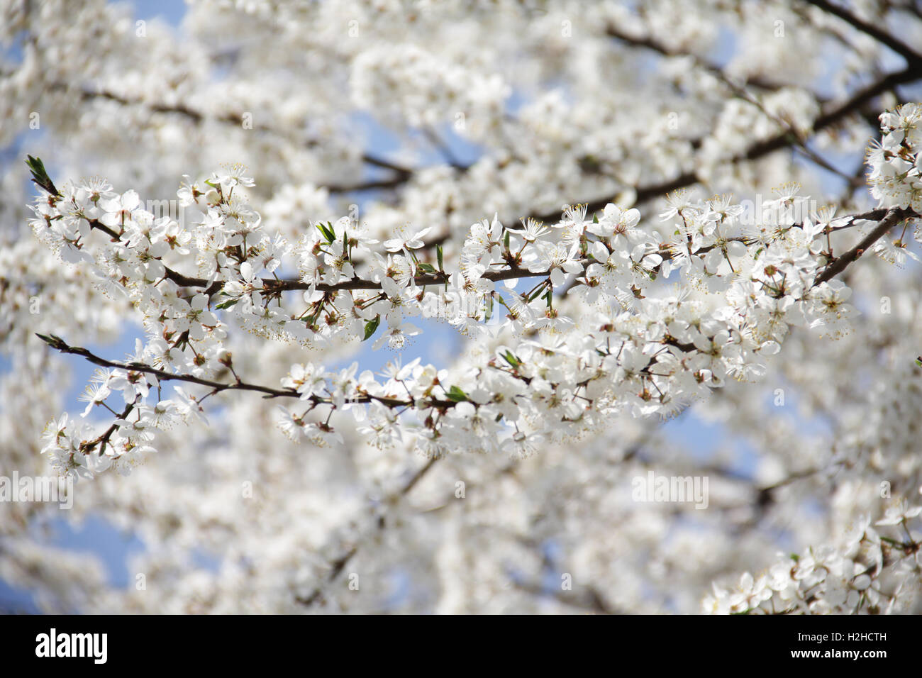 Close up beautiful blossom tree Stock Photo - Alamy