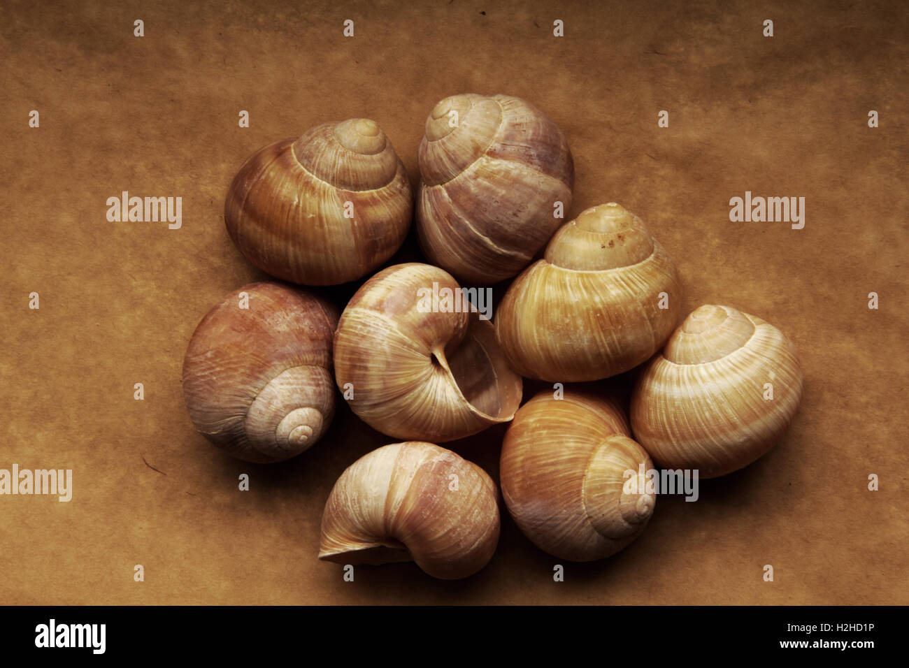 Spire shell hi-res stock photography and images - Alamy