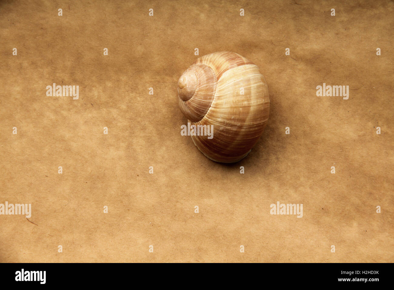Spire shell hi-res stock photography and images - Alamy