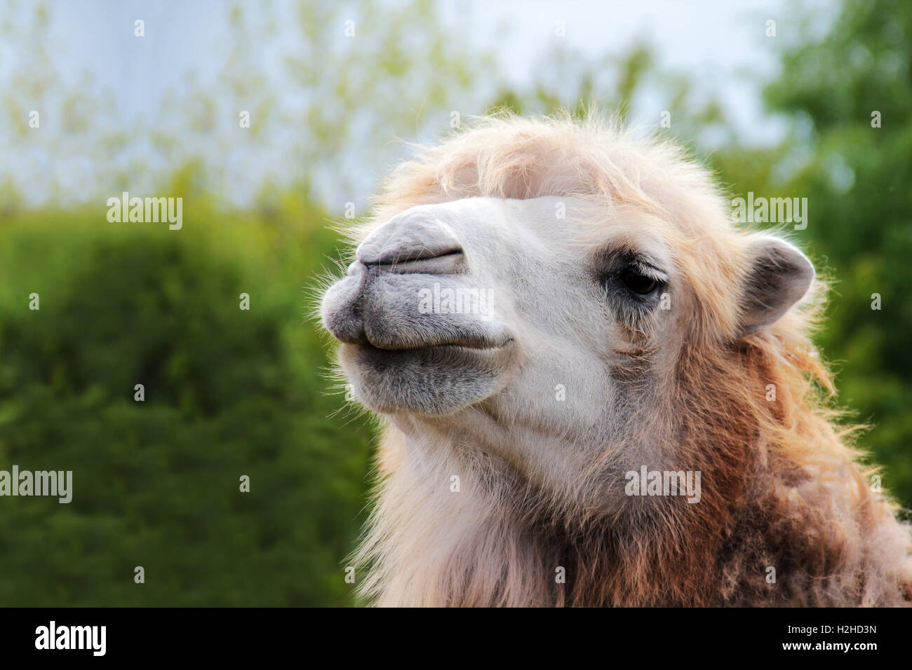 Camel portrait of animal close up photo Stock Photo - Alamy